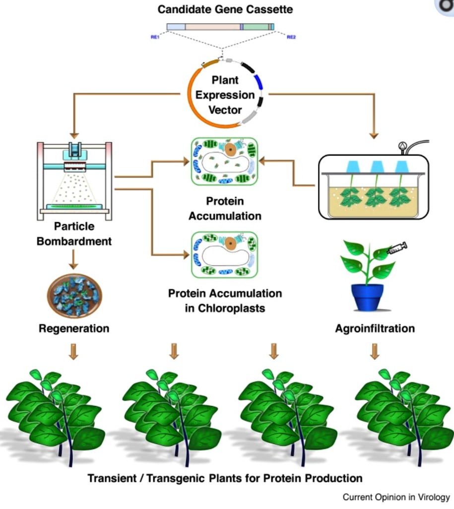 candidate gene cassette plant expression vector protein 3 accumulation ...