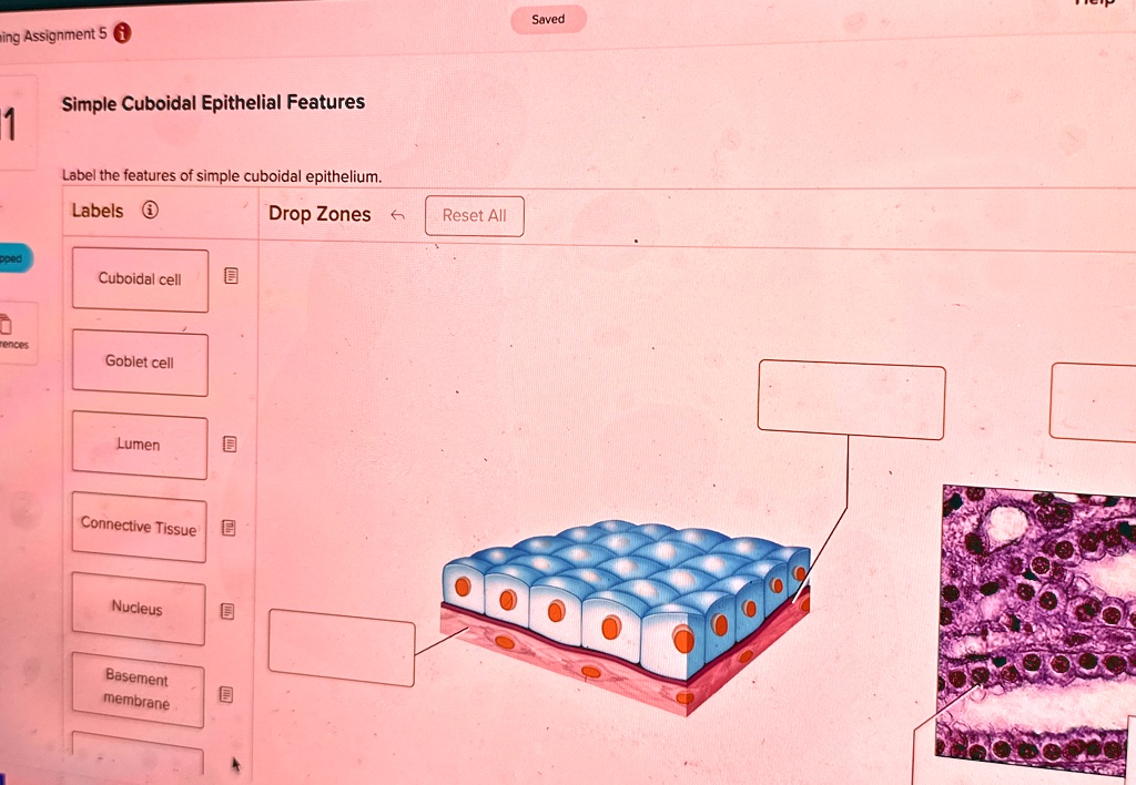 ming Assignment 5 Simple Cuboidal Epithelial Features 1 Label the features of simple cuboidal ...