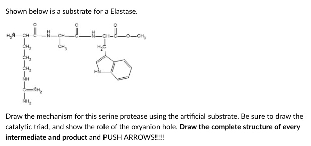 draw the mechanism for this serine protease using the artificial ...