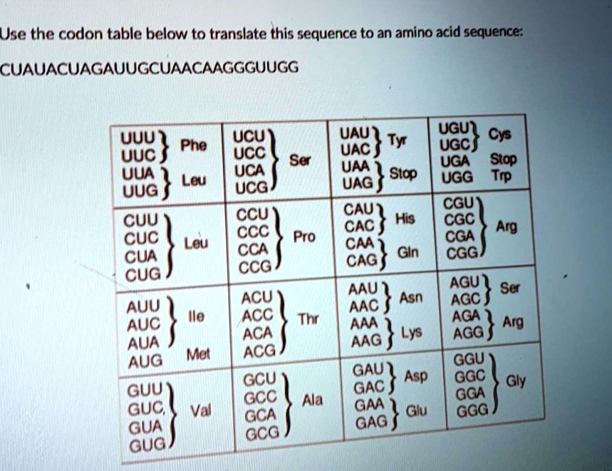 SOLVED: Use the codon table below to translate this sequence to an amino acid sequence: CUA UAC ...