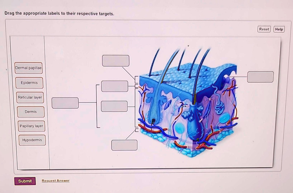 [GET ANSWER] Drag the appropriate labels to their respective targets ...