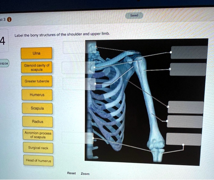 Greater Tubercle Of Humerus greater-tubercle-of-humerus