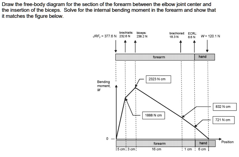 Draw the free-body diagram for the section of the forearm...