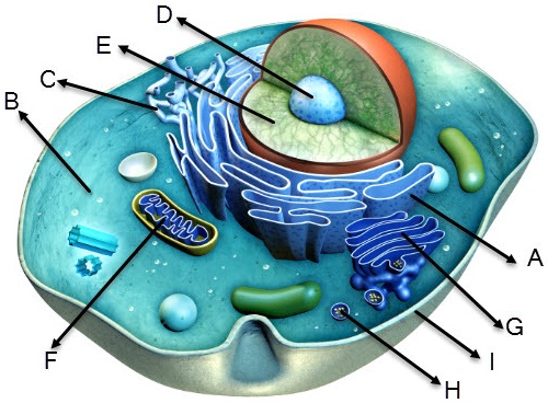 SOLVED: 'Review the diagram of the animal cell given below and answer ... SOLVED: 'Review the diagram of the animal cell given below and answer ...
