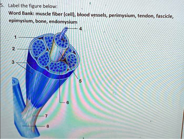 SOLVED: Label the figure below: Word Bank: muscle fiber (cell), blood ...