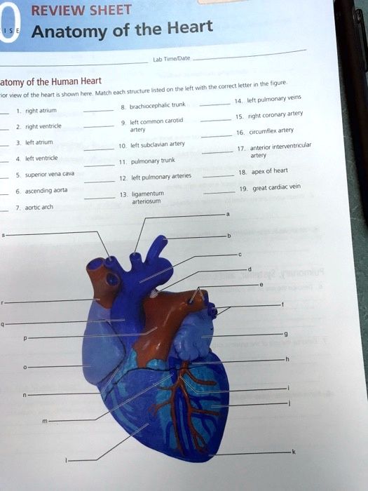 SOLVED: REVIEW SHEET: Anatomy of the Heart Lab Time/Date Anatomy of the ...
