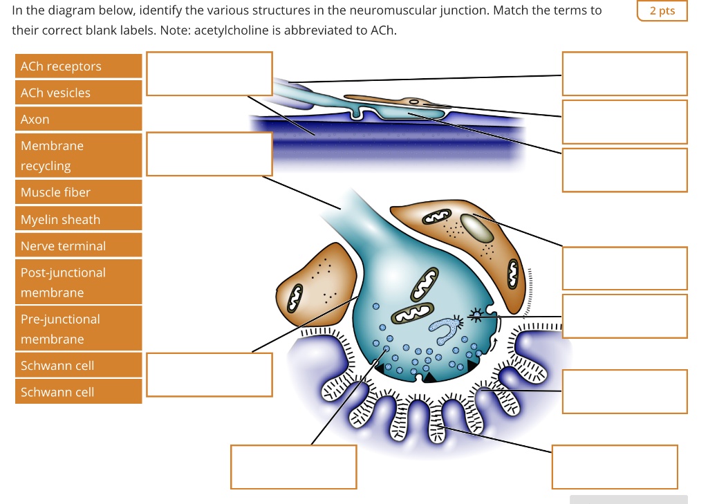 in the diagram below identify the various structures in the ...