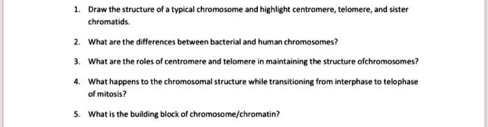 1. Draw the structure of a typical chromosome and highlight centromere ...