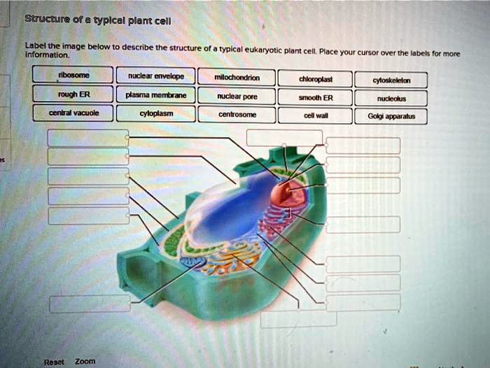 SOLVED: Text: Structure of a typical plant cell Label the image below ...