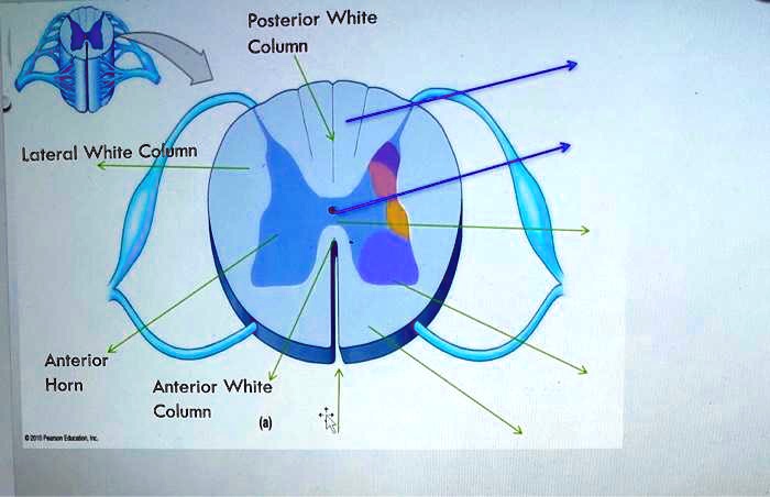 labelling Posterior White Column Lateral White Column Anterior Horn ...