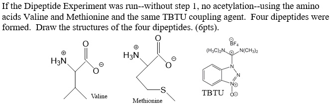 SOLVED: If the Dipeptide Experiment was Iun–without step acetylation ...