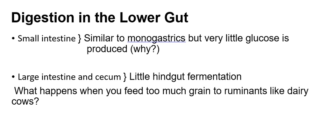 SOLVED: Digestion in the Lower Gut: Small intestine: Similar to ...