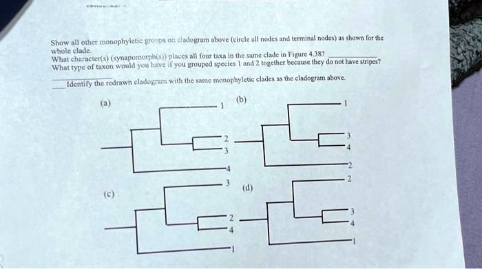 Show all other monophyletic groups on cladogram above (circle all nodes ...