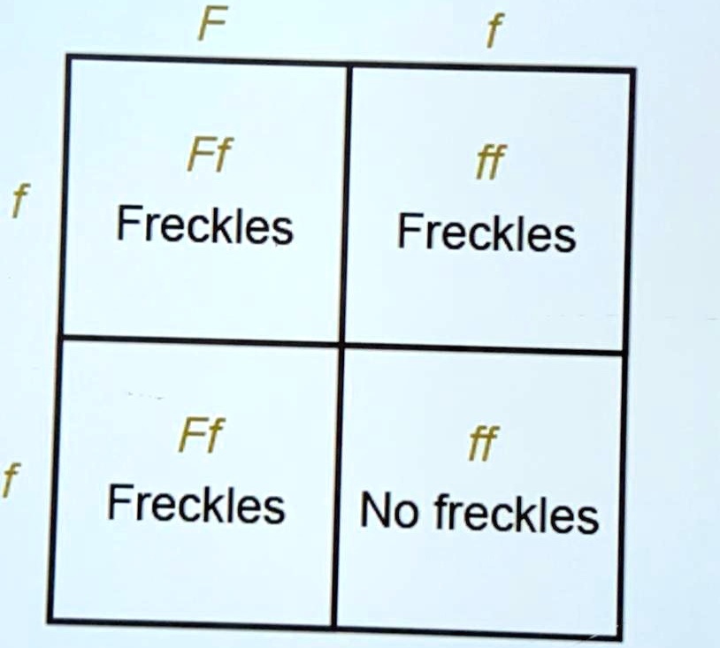 F f Ff Freckles ff Freckles Ff Freckles ff No freckles