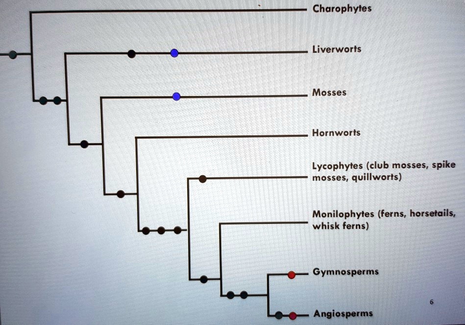 charophytes liverworts mosses hornworts lycophytes club mosses spike ...