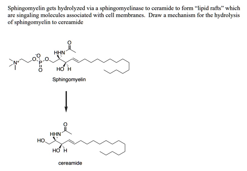 SOLVED: Sphingomyelin gets hydrolyzed via a sphingomyelinase to ...