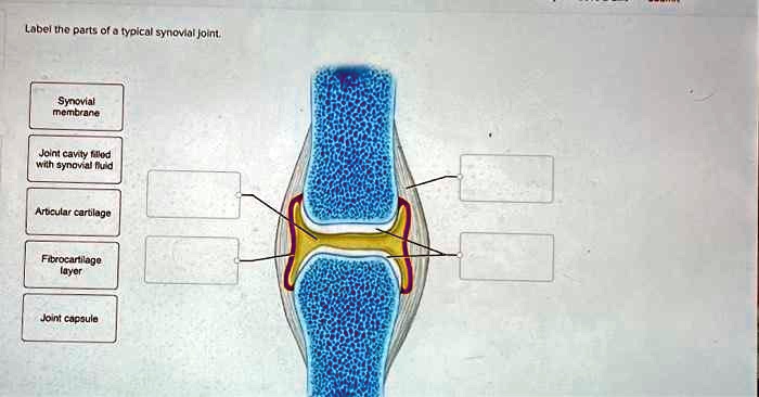 Label The Parts Of A Typical Synovial Joint Synovial Membrane Joint Cavity Filled With Synovial