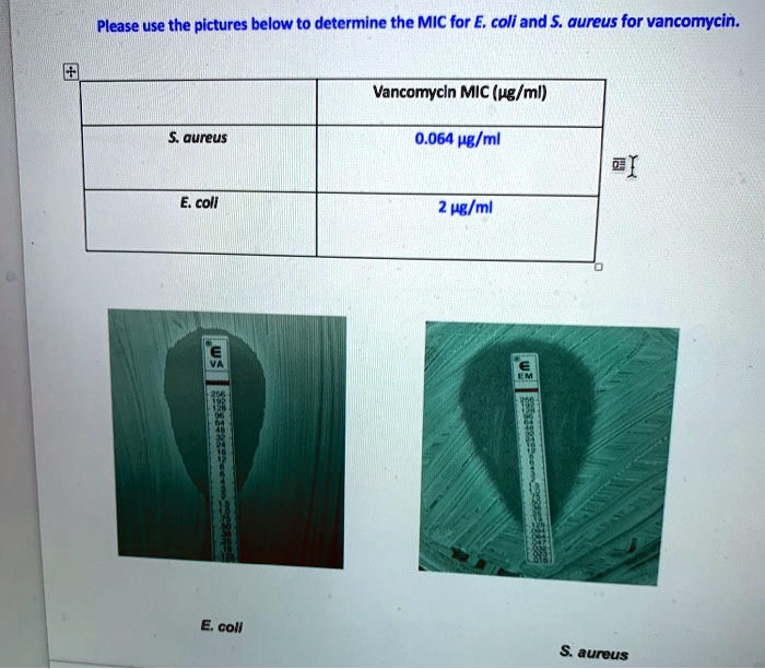 SOLVED: Please use the pictures below to determine the MIC for E. coli ...