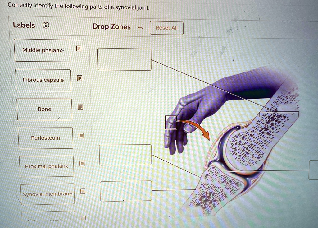 Correctly identify the following parts of a synovial joint. Labels Drop ...