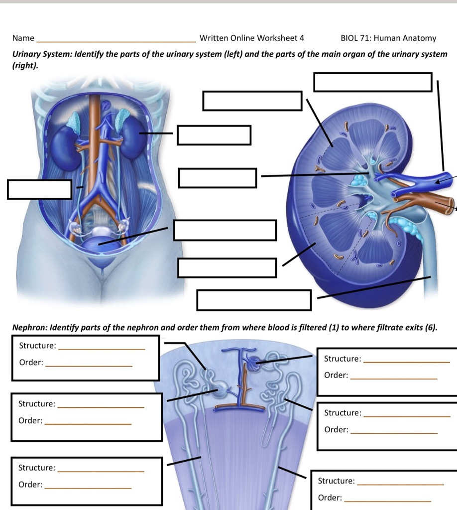 'Name Written Online Worksheet 4 BIOL 71: Human Anatomy (right ...