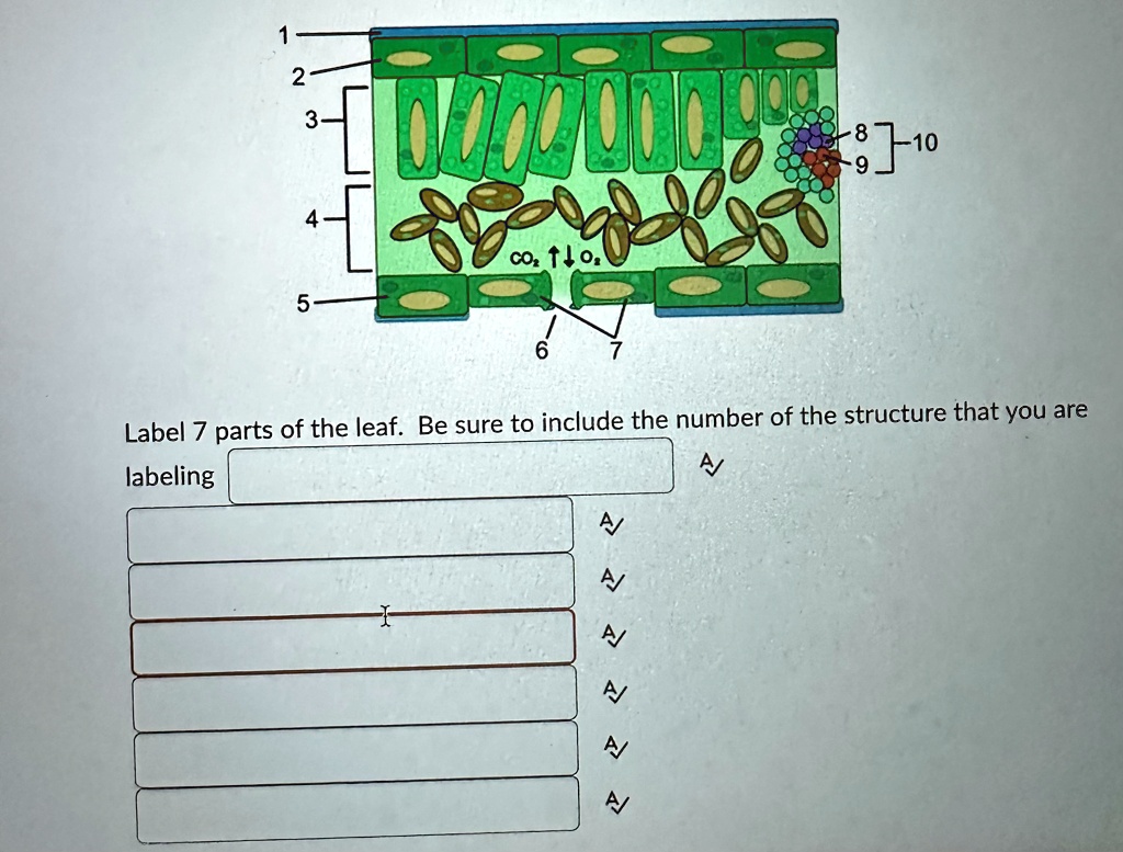 SOLVED: 3 Label 7 parts of the leaf. Be sure to include the number of ...