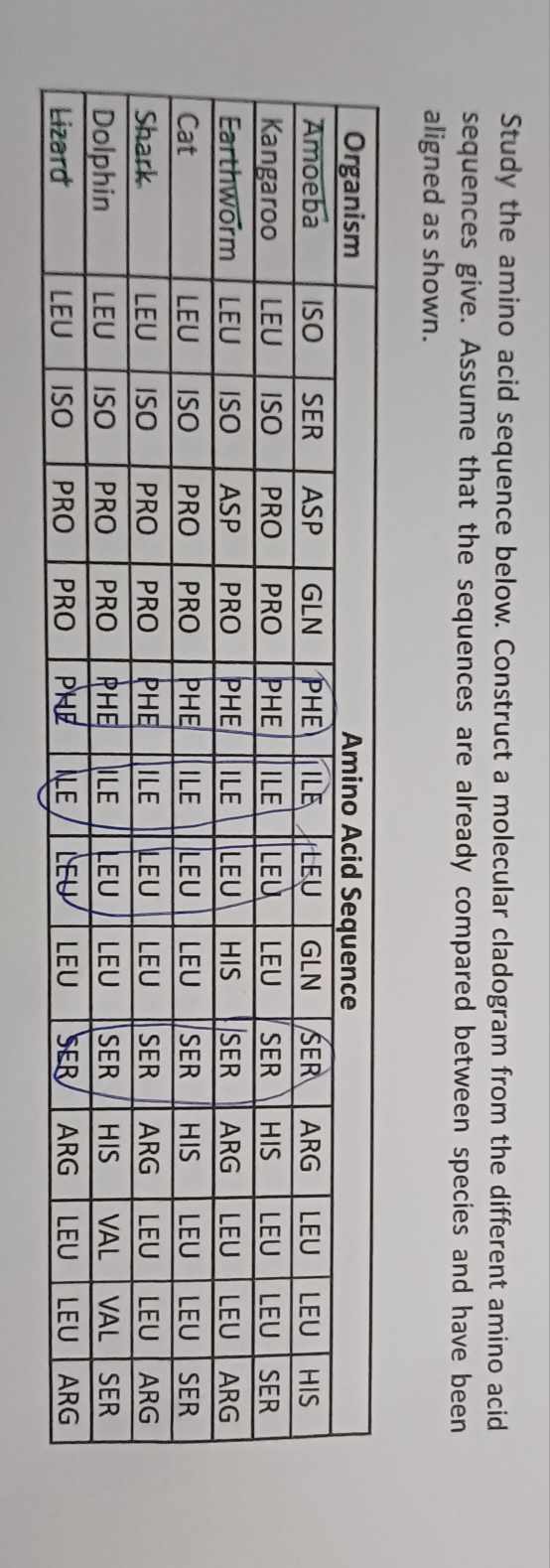 study the amino acid sequence below construct a molecular cladogram ...