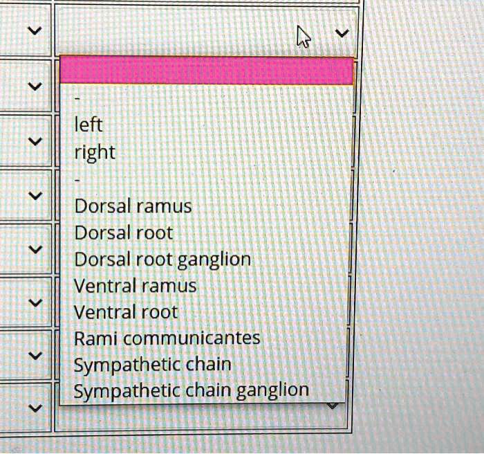 left right dorsal ramus dorsal root dorsal root ganglion ventral ramus ...