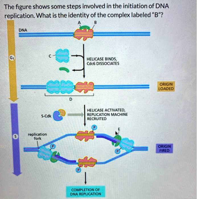 the figure shows some steps involved in the initiation of dna ...