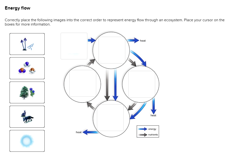 SOLVED: Energy flow Correctly place the following images into the ...