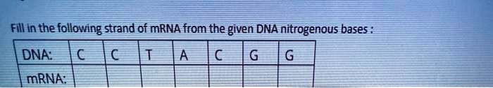 SOLVED: Fill In the following strand of mRNA from the given DNA nitrogenous bases : DNA: mRNA: