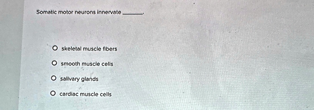 somatic motor neurons innervate skeletal muscle fibers smooth muscle ...