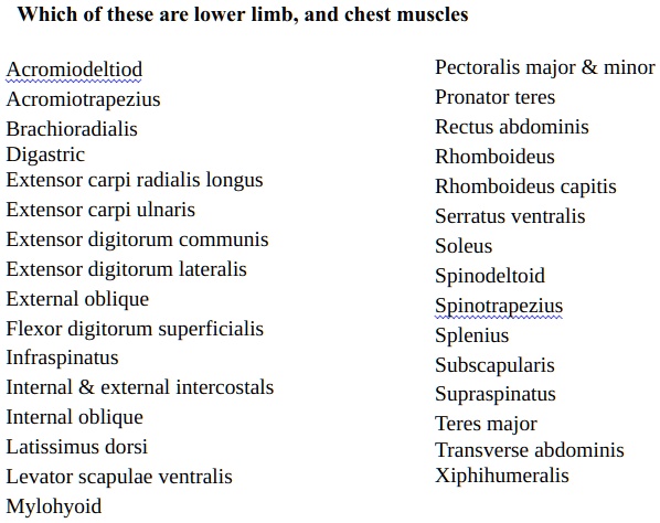 SOLVED: Which of these are lower limb and chest muscles ...