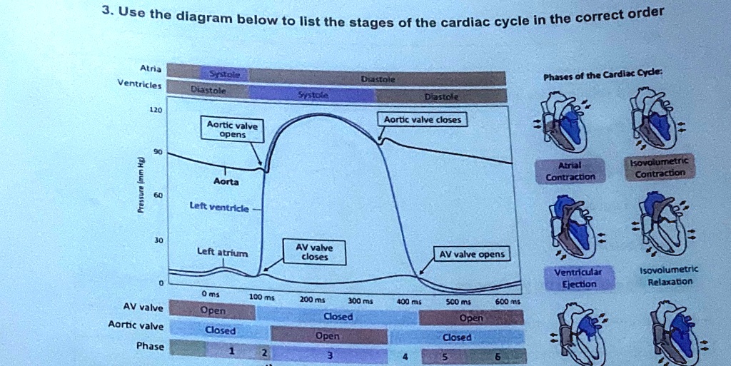3 use the diagram below to list the stages of the cardiac in the correct order cycle atria ...