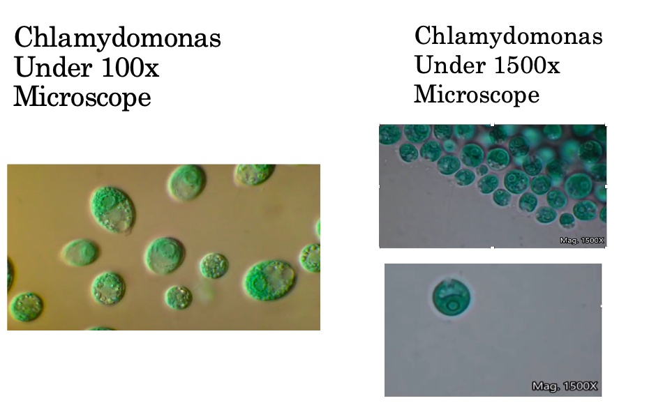 SOLVED: Chlamydomonas Under 100x Microscope Chlamydomonas Under 1500x ...