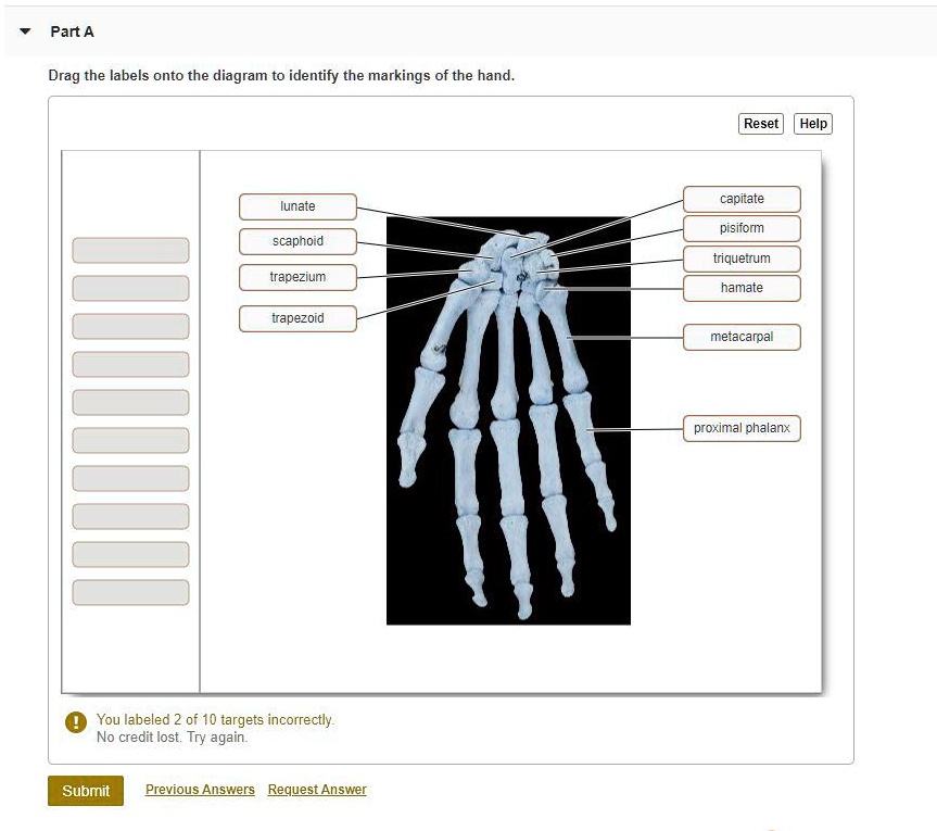 Part A Drag the labels onto the diagram to identify the markings of the ...