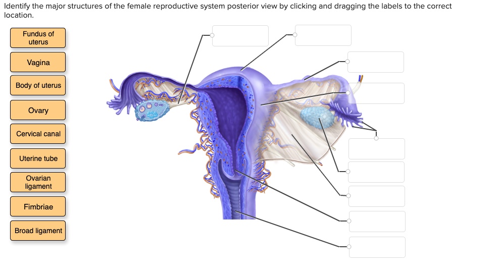 Identify the major structures of the female reproductive system posterior view by clicking and ...