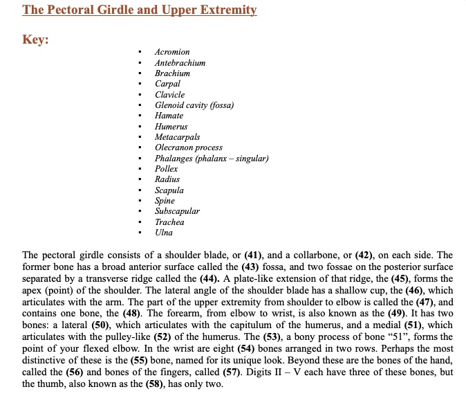 SOLVED: The Pectoral Girdle and Upper Extremity Key: Acromion ...