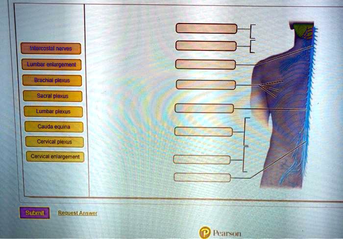 SOLVED: Intercostal nerves Lumbar enlargement Brachial plexus Sacral ...