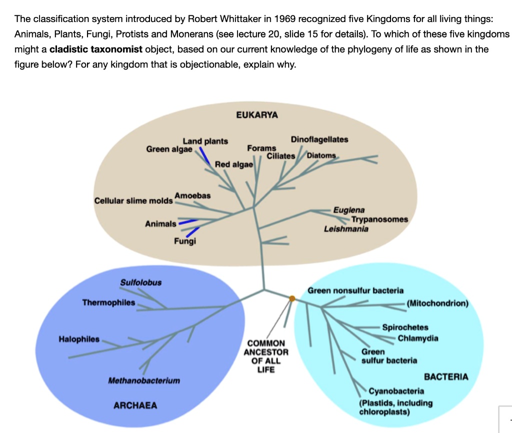 SOLVED: The classification system introduced by Robert Whittaker in ...