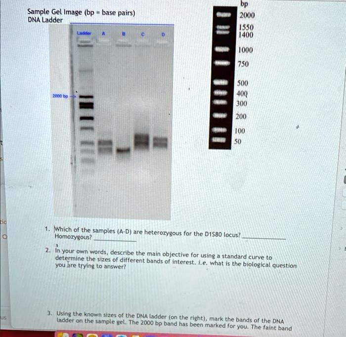 SOLVED: Sample Gel Image (bp=base pairs) DNA Ladder 1000 750 500 400 300 200 100 50 10 1. Which ...