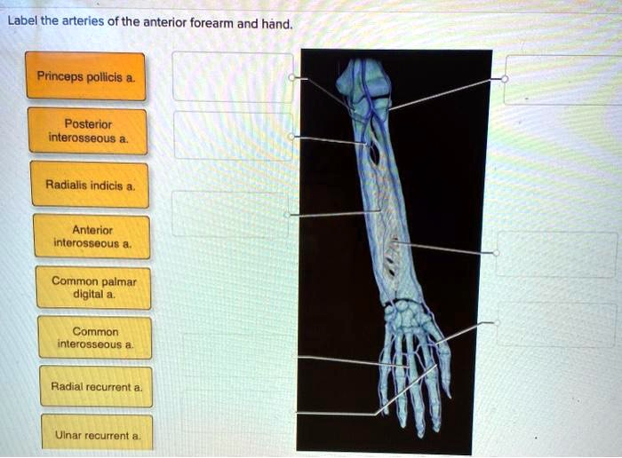 SOLVED: Label the arteries of the anterior forearm and hand Princeps ...
