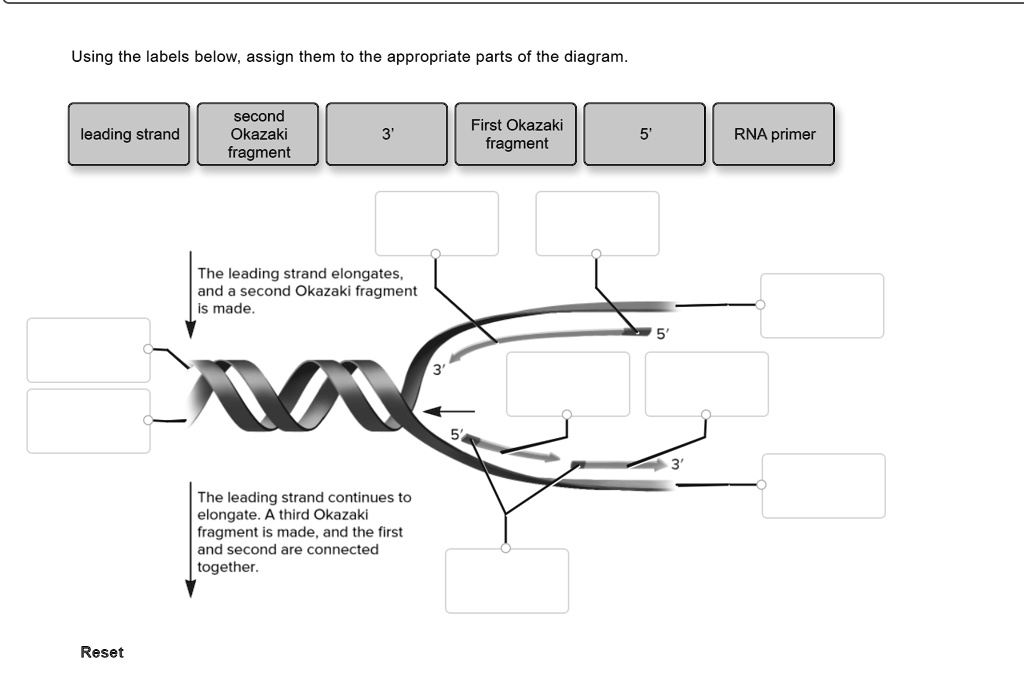 SOLVED: Using the labels below; assign them to the appropriate parts of ...