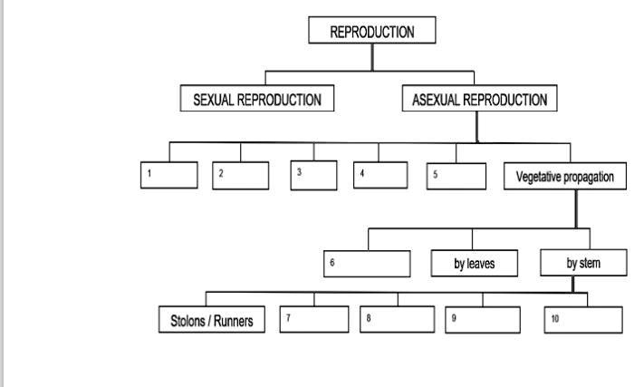 REPRODUCTION SEXUAL REPRODUCTION ASEXUAL REPRODUCTION 1 2 3 4 5 ...