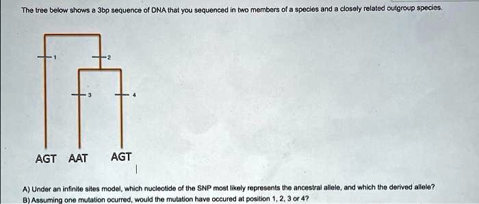 SOLVED: The tree below shows a 3bp sequence of DNA that you sequenced ...