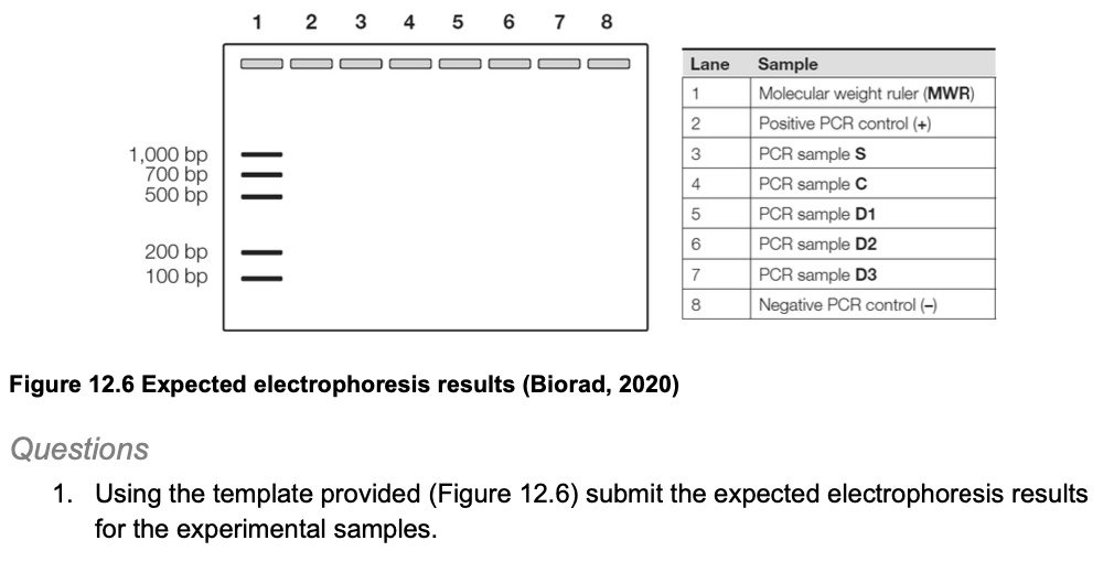 1,000 bp 700 bp 500 bp 200 bp 100 bp 1 2 3 4 5 6 7 8 Lane Sample 1 ...