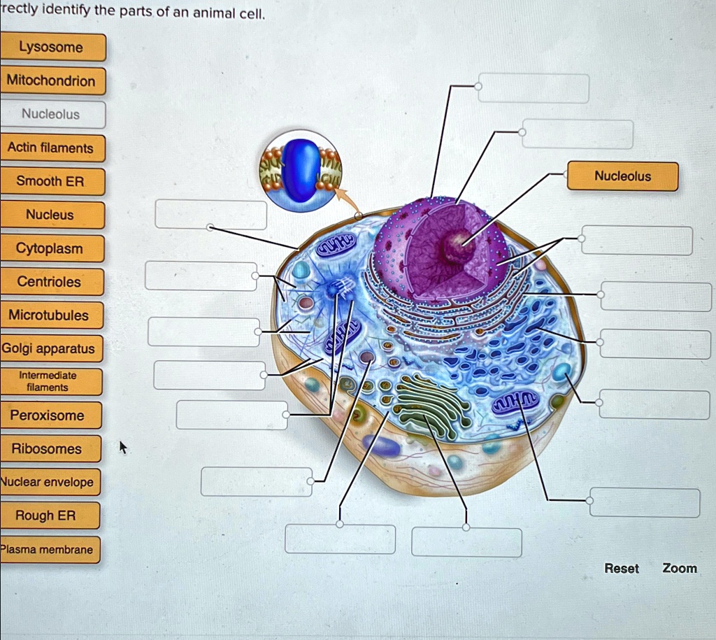 SOLVED: Correctly identify the parts of an animal cell: - Lysosome - Mitochondrion - Nucleolus ...