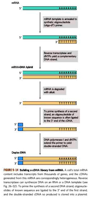 mrna 5 mrna template is annealed to synthetic oligonucdleotide oligo dt ...