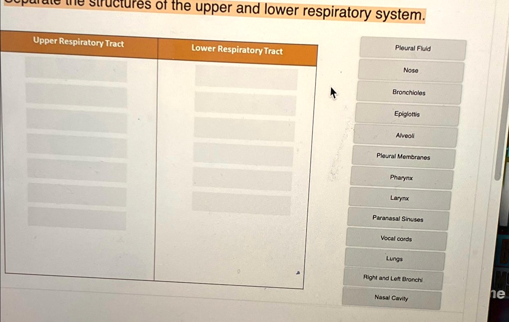 the Uctures of the upper and lower respiratory system. Upper ...