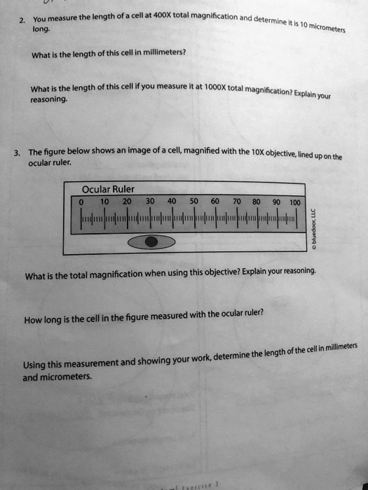 SOLVED: You measure the length of a cell at 4OOX tota magnification and ...