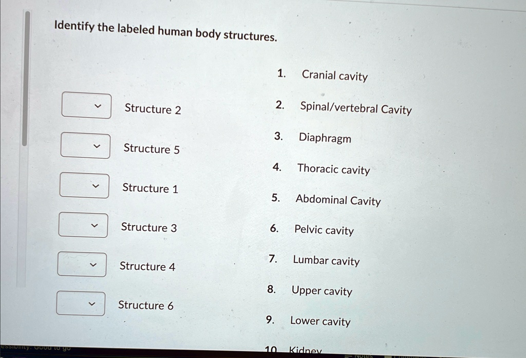 Identify the labeled human body structures. 1. Cranial cavity Structure ...